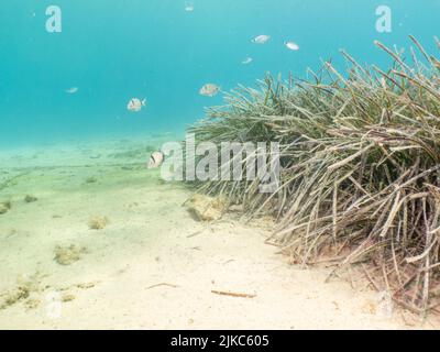Seagrass at a sandy beach. Mediterranean holiday photo. Turquoise blue ...
