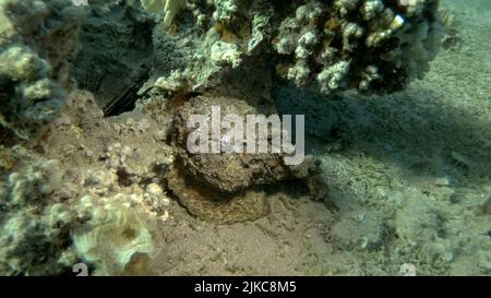 Close-up of the Stonefish on coral reef. Reef Stonefish (Synanceia ...