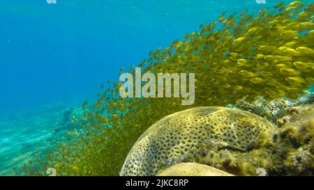 Massive school of juvenile Rabbitfish in shallow water swims over coral ...