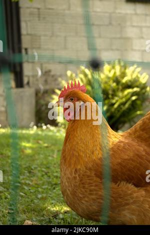 chicken behind fence Stock Photo - Alamy