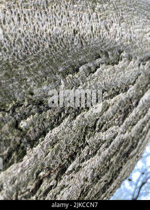 The details of the tree bark texture Stock Photo - Alamy