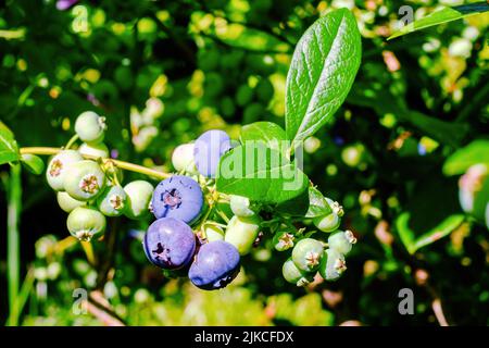 Blueberry. Large berries ripen on the branches Stock Photo - Alamy