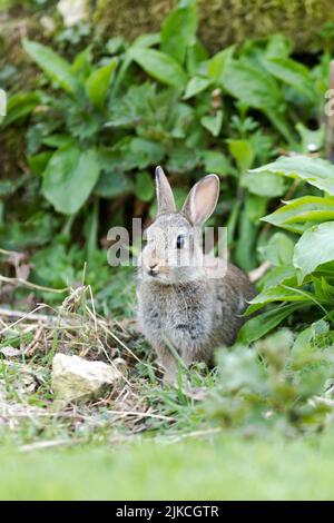 Wild rabbit, Latin name Oryctolagus cuniculus, grazing in a meadow ...