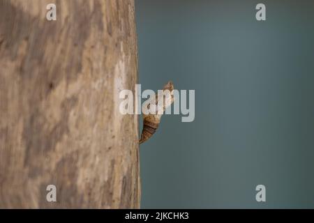 A macro shot of a pupa on a tree trunk Stock Photo - Alamy