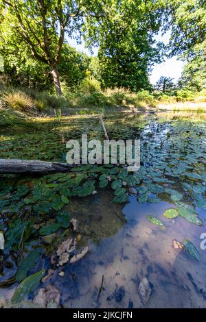 Forest watering hole, Cinderford Stock Photo - Alamy