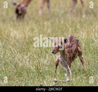 Kitz, Reh, Rehkitz Stock Photo - Alamy