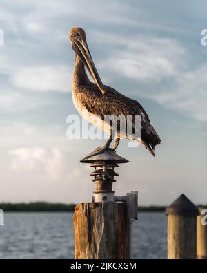 A vertical shot of a brown pelican perched on a string with seaweed ...