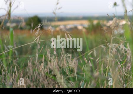 A closeup shot of wild reeds growing on a field Stock Photo - Alamy