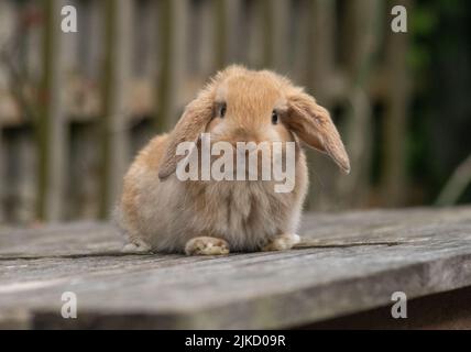 Fawn Mini Lop Stock Photo - Alamy