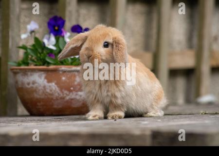 Fawn Mini Lop Stock Photo - Alamy