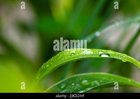 Close up of grass strain with raindrops. Green background for copy ...