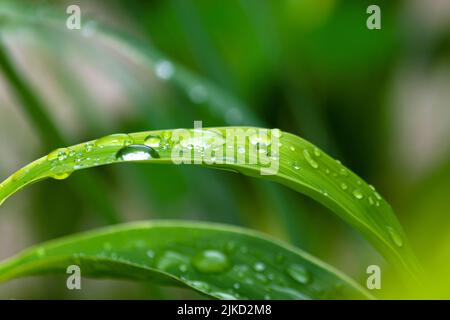Close up of grass strain with raindrops. Green background for copy ...