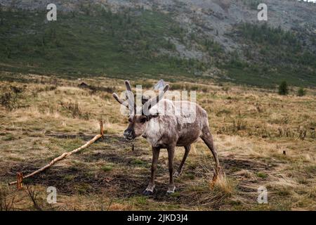 A closeup shot of a small brown reindeer on a rural field in Mongolia ...