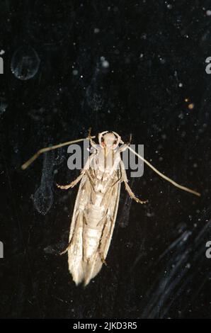 Underside view of a moth on the glass of a door Stock Photo - Alamy