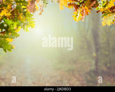 A closeup shot of tree branches with leaves on a blurry background ...