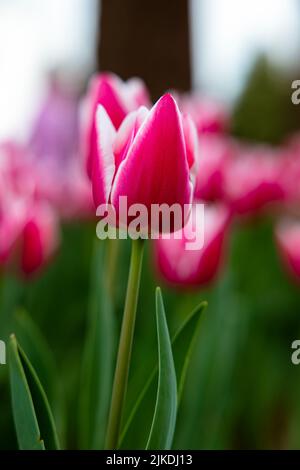 Pink tulip wallpaper or canvas print photo. Spring blossom concept ...