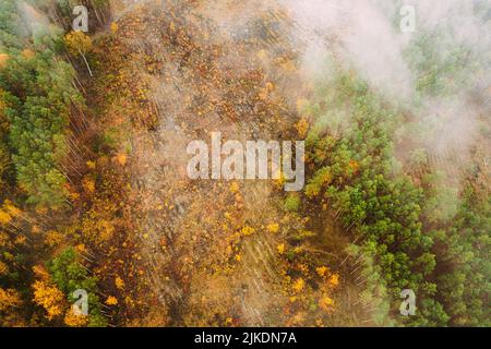 Aerial view of a logging zone cuts through forest. Bush fire and smoke ...