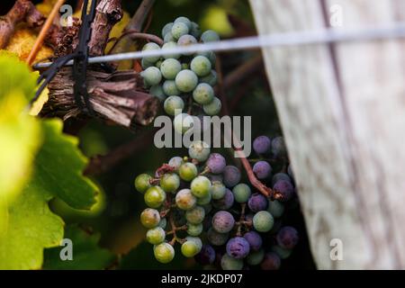 Veraison cynthiana grapes grown at vineyard in Arkansas Stock Photo - Alamy