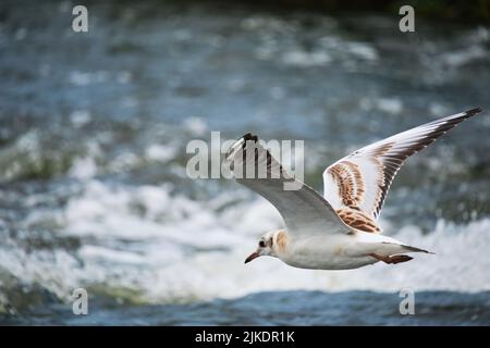 Seagull chick hovering over water Stock Photo - Alamy