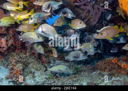 Multiple fish species Stock Photo - Alamy