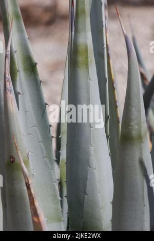 Gray rosetted incurved aculeately margined glabrous lanceolate leaves ...