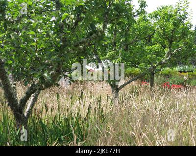 Mature fruit trees underplanted with grasses in the orchard part of the ...