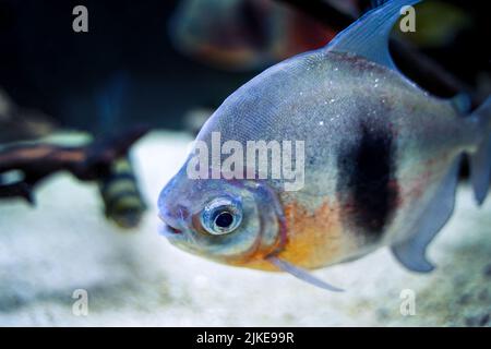 Myleus fish a genus of serrasalmids from South America swimming under ...