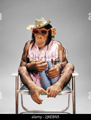 funny smiling chimpanzee monkey wearing a elf hat isolated on black and ...