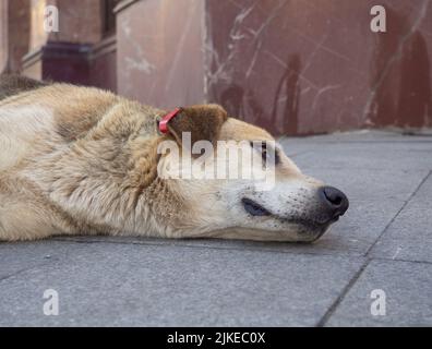 chipped dog. Best friend. Dog head close up. Sterilized dog. The animal ...