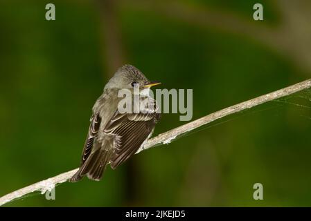Eastern wood pewee (Contopus virens) looking around curiously from its ...