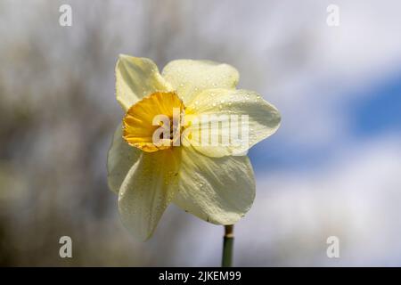 spring narcissus flower in dust and dirt after the last rain, beautiful ...