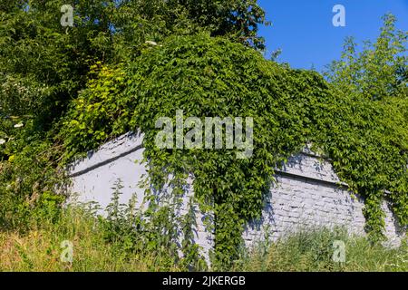 A light-colored brick fence with a lot of plants growing on the fence ...