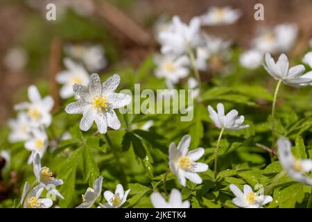 beautiful spring anemones growing in the forest, beautiful flowers ...