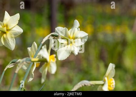 spring narcissus flower in dust and dirt after the last rain, beautiful ...