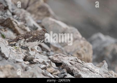 The rock ptarmigan under the rain, fine art portrait (Lagopus muta ...