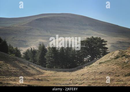 The cedars of the Lord in Arez, Lebanon Stock Photo - Alamy
