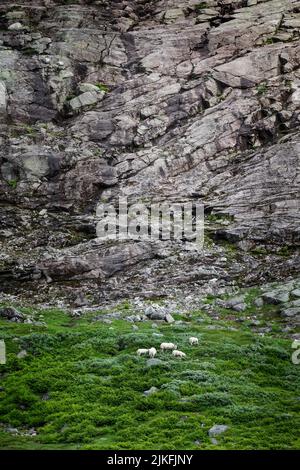 Norwegian sheep on mountain in Valldal, Norway Stock Photo - Alamy