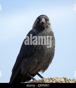 The Jackdaw is the smallest member of the Crow family found in the UK ...