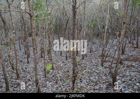 Teak wood forest in Indonesia Stock Photo - Alamy