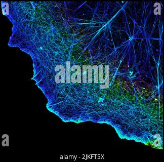 Cell Biology: Optical microscopes are used to study the structure and ...