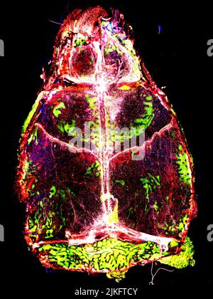 . Animal tissue techniques. Histology -- Technique; Stains and staining ...