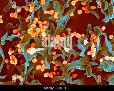 Scanning electron micrograph of Lassa virus budding from a cell. Lassa ...