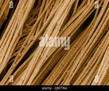 Skin tissue. Scanning electron micrograph (SEM) of a freeze-fracture ...
