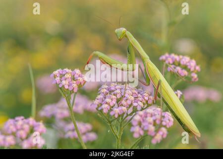 Praying mantis (Mantis religiosa) on lookout on a pink flower. Alsace ...