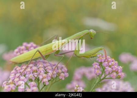 Praying mantis (Mantis religiosa) on lookout on a pink flower. Alsace ...