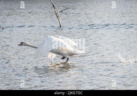 The swan flew out of the water from the cold water of the Danube River ...
