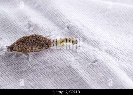 Wall moth larvae, or clothing moths, feed on fur, wool, dead skin ...