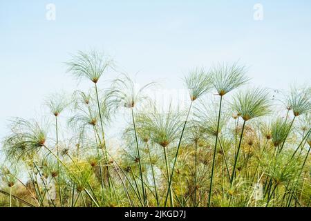 Papyrus plant (Cyperus papyrus) against blue sky. Bwabwata National ...