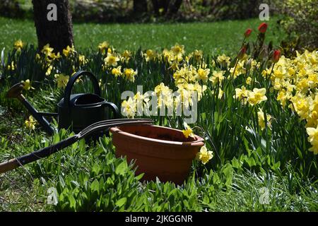 The first flowers in spring, Sainte-Apolline, Quebec, Canada Stock ...