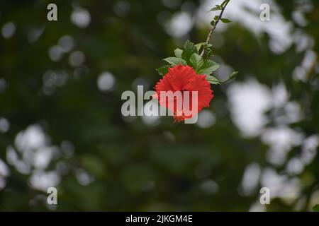 Photo of red china rose or hibiscus flower taken against red background ...